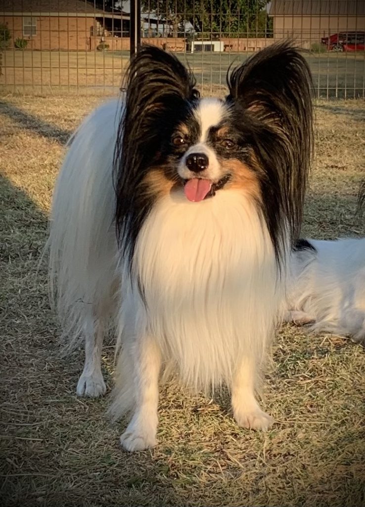 Papillons For Sale - Blue Mountain Acres Papillons